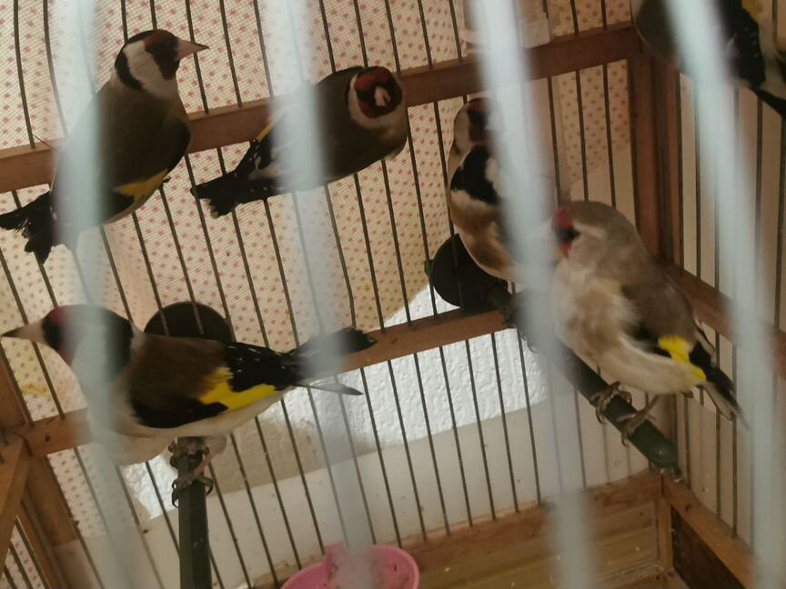 Щегол Сибирь