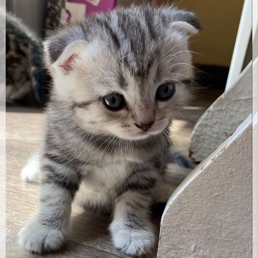 Котёнок от частного владельца