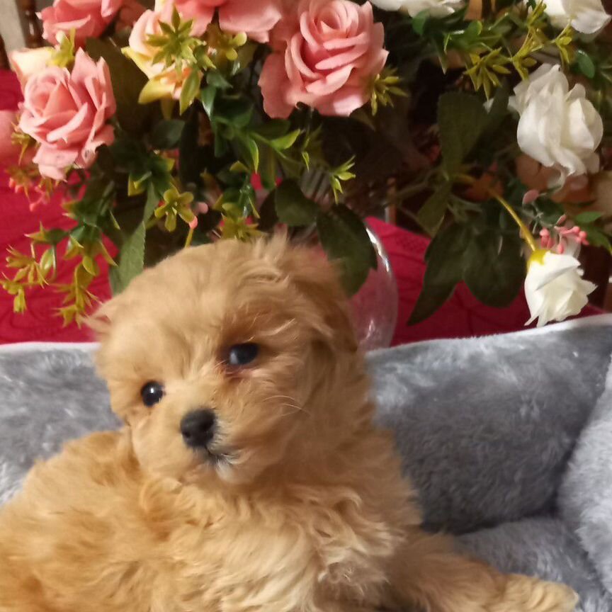 Супер мальтипу