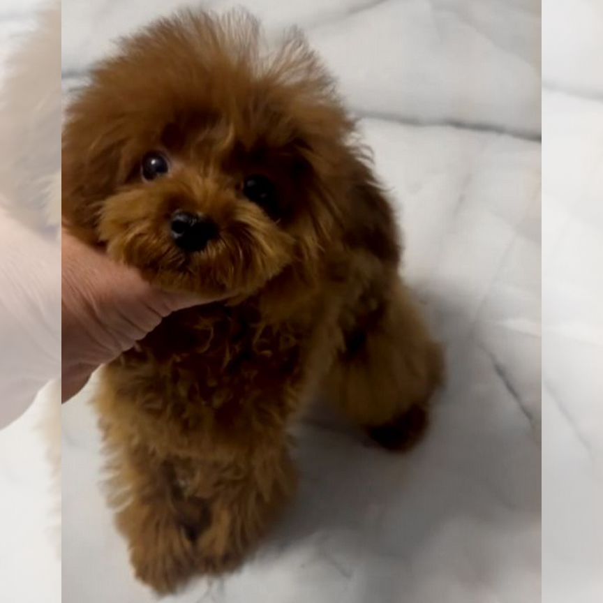 Той-пудель, щенок