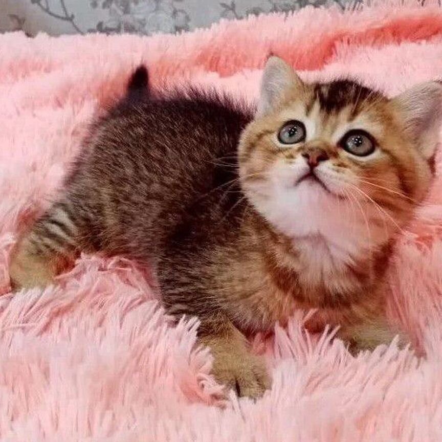 Шотландские золотые милашки беби-фейс
