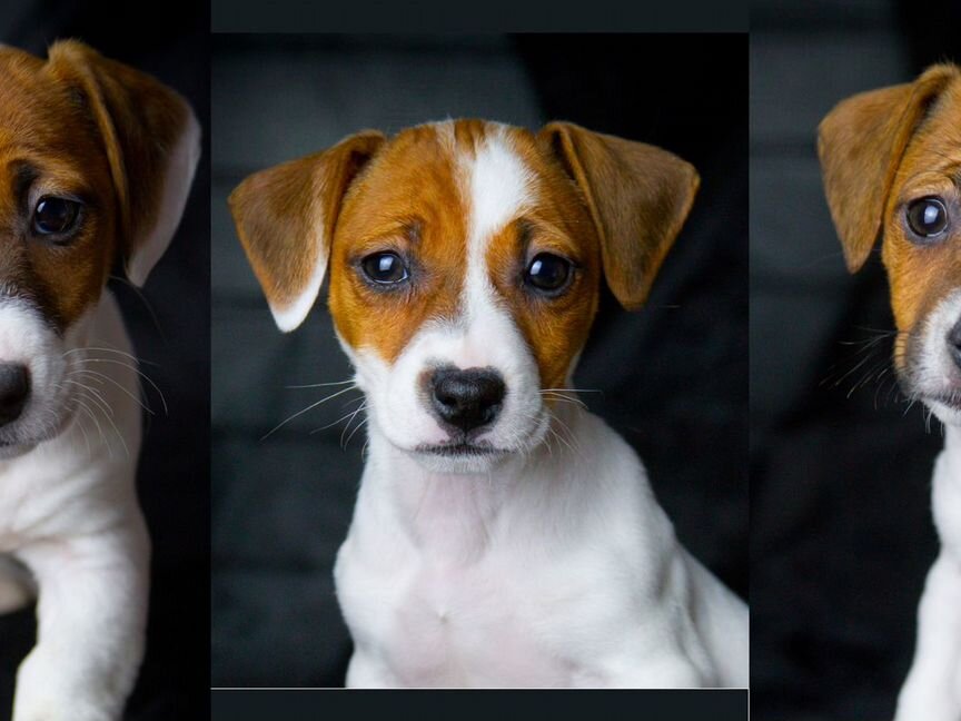 Три гладких девочки Джек Рассел терьер