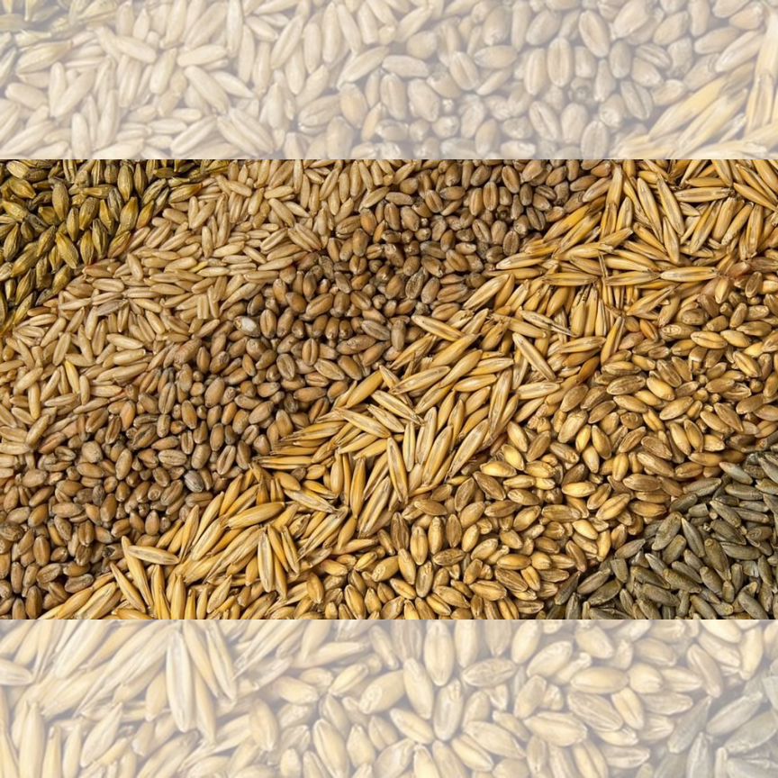 Зерно пшеница ячмень