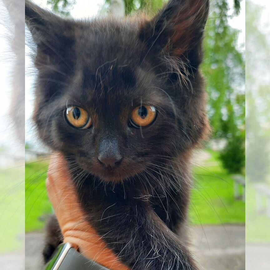 Котенок котик в добрые руки