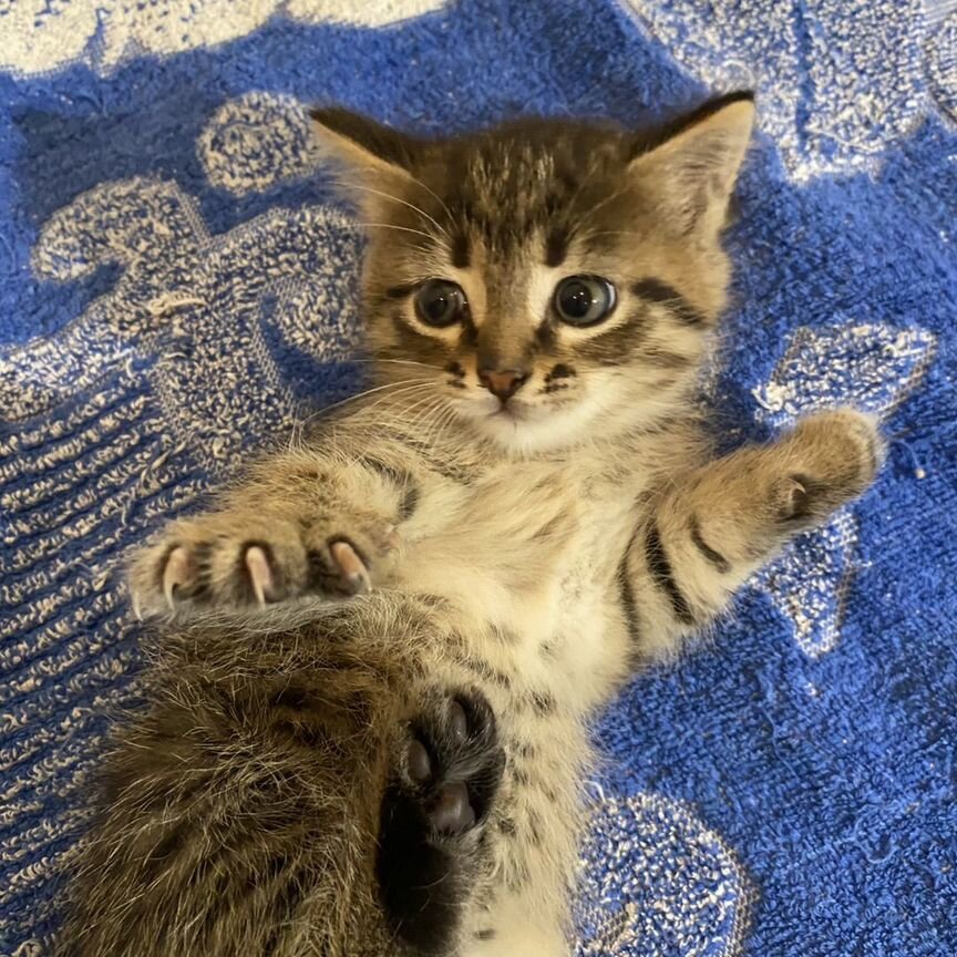 Котята