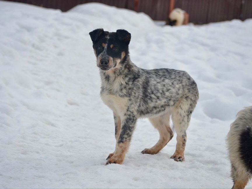 Собака в добрые руки щенок отдам бесплатно