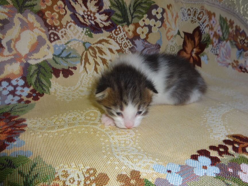 Котенок в добрые руки