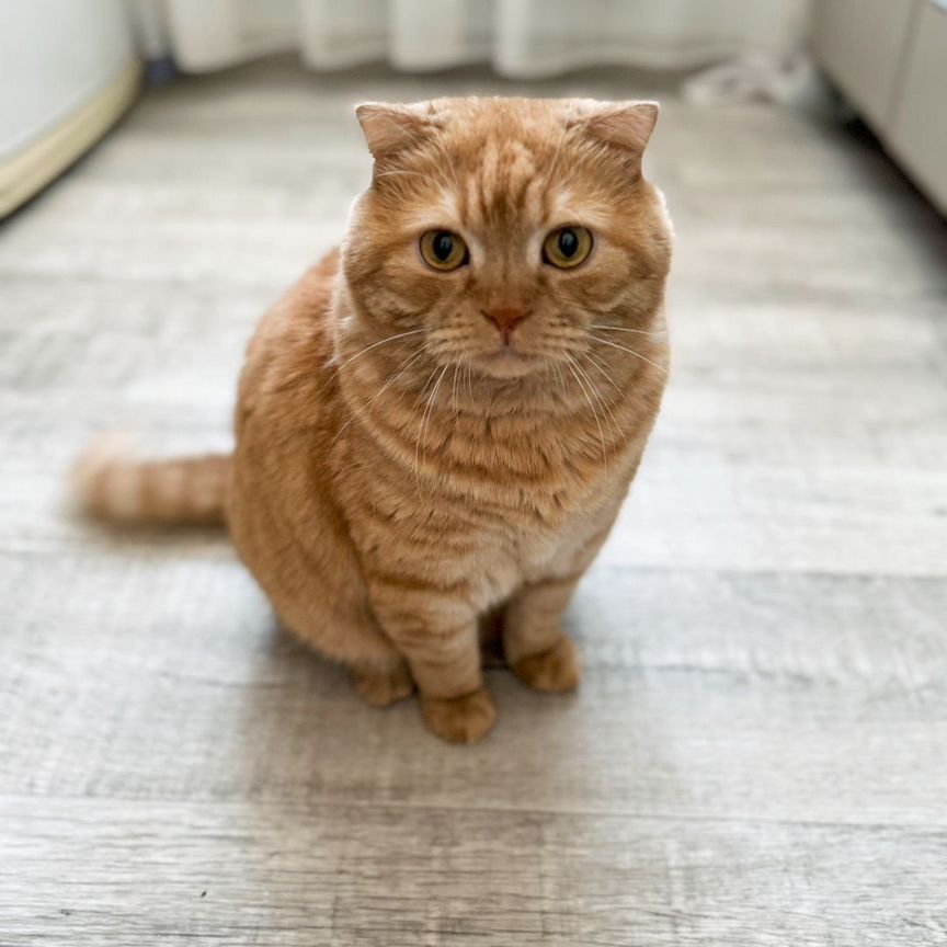 Кот