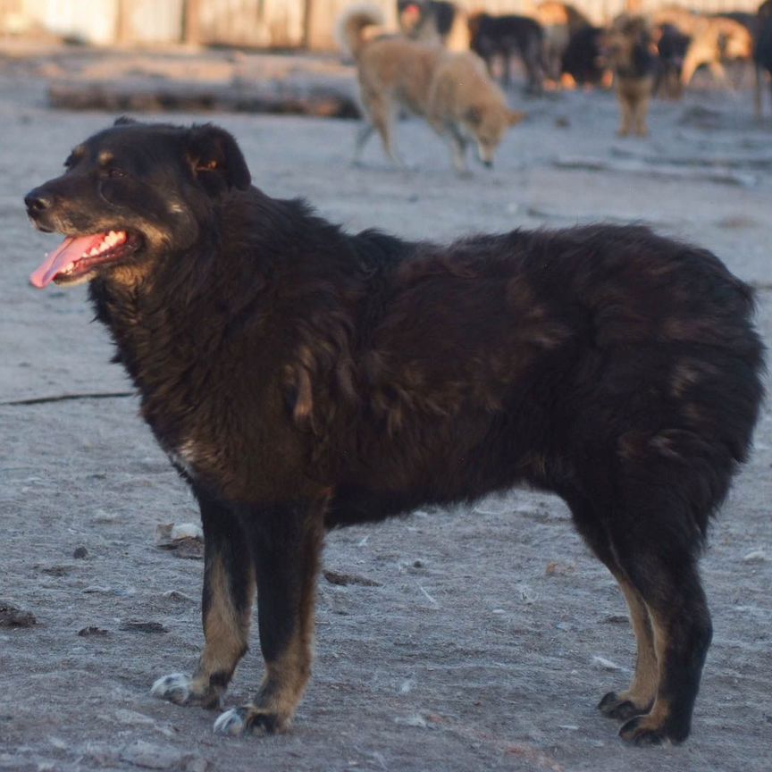 Взрослый пёс в добрые руки