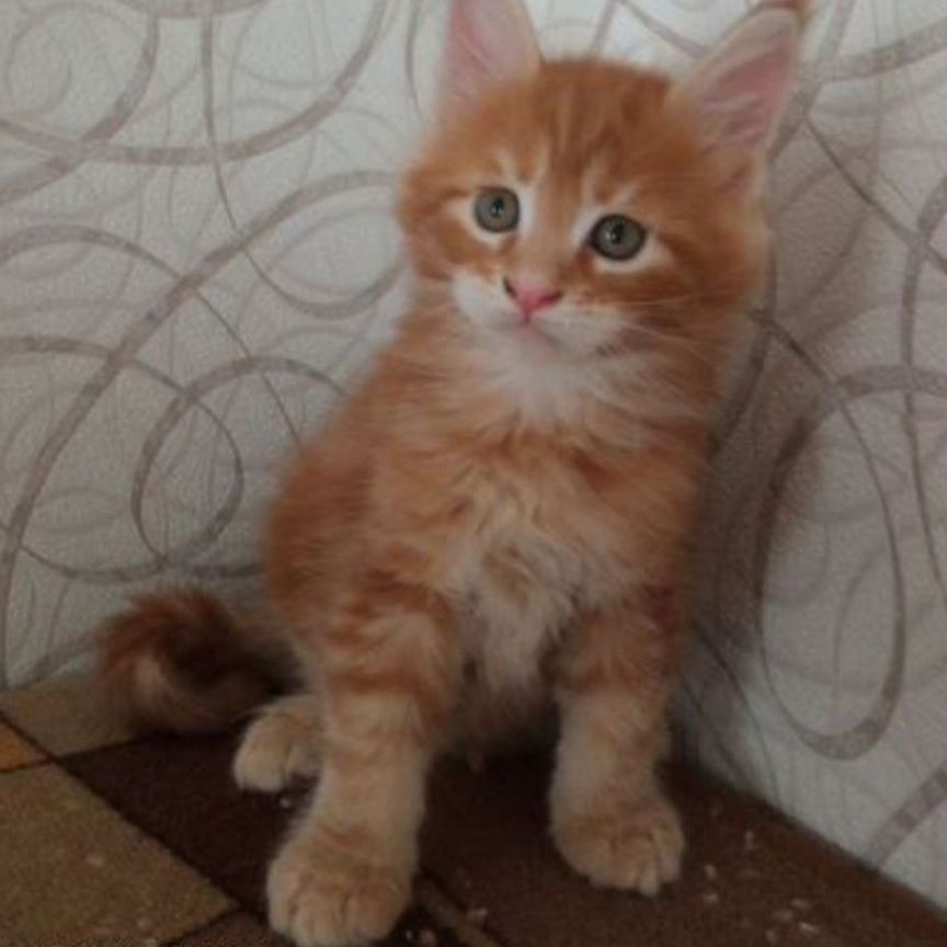 Мейн-кун котёнок