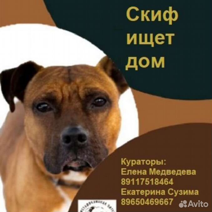 Скиф ищет дом