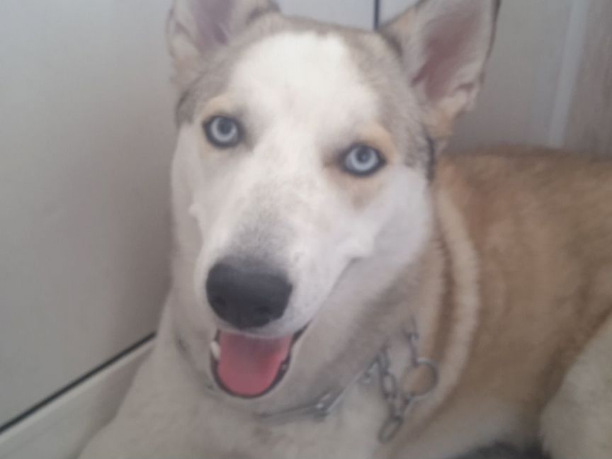 Собака порода хаски Сибирская