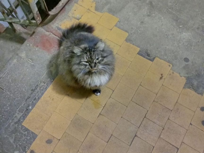 Бедная кошечка живет в подъезде,бездомная кошка