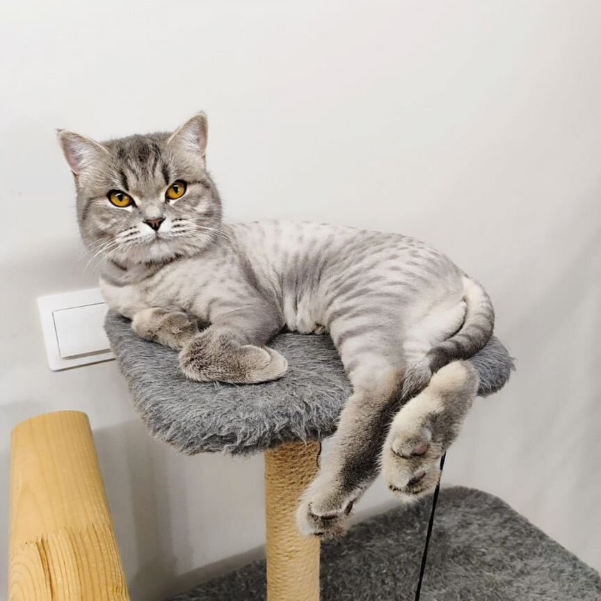 Кошка бесплатно. В добрые руки