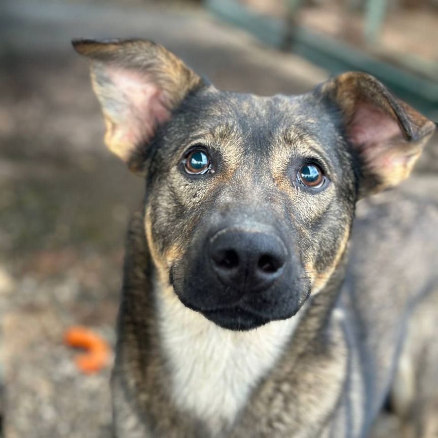 Скромная собака Лилиша из приюта в дар