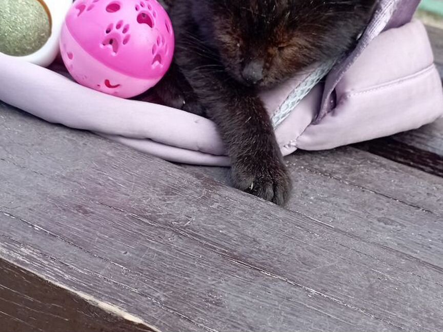 Кошка котенок черная