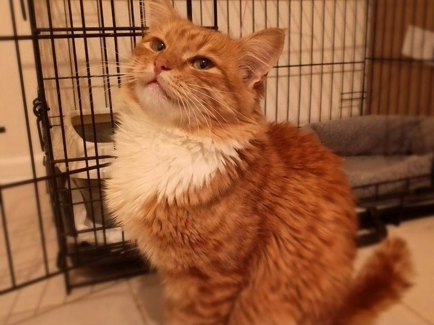 Лучезарный котик ищет семью