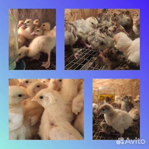 Цыплята бройлеры росс 308,индюшата, утки муларды