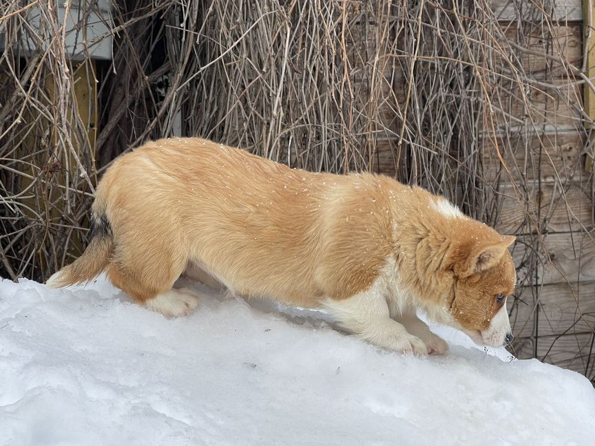 Вельш-корги кардиган, щенки