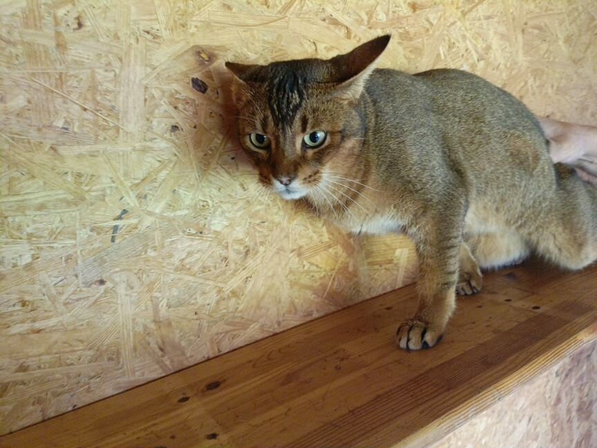 Чаузи, кошка бесплатно