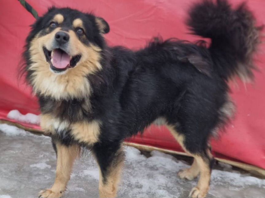 Атаман в поисках дома