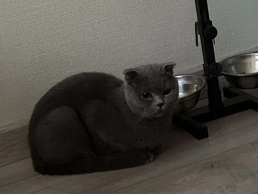 Британская
