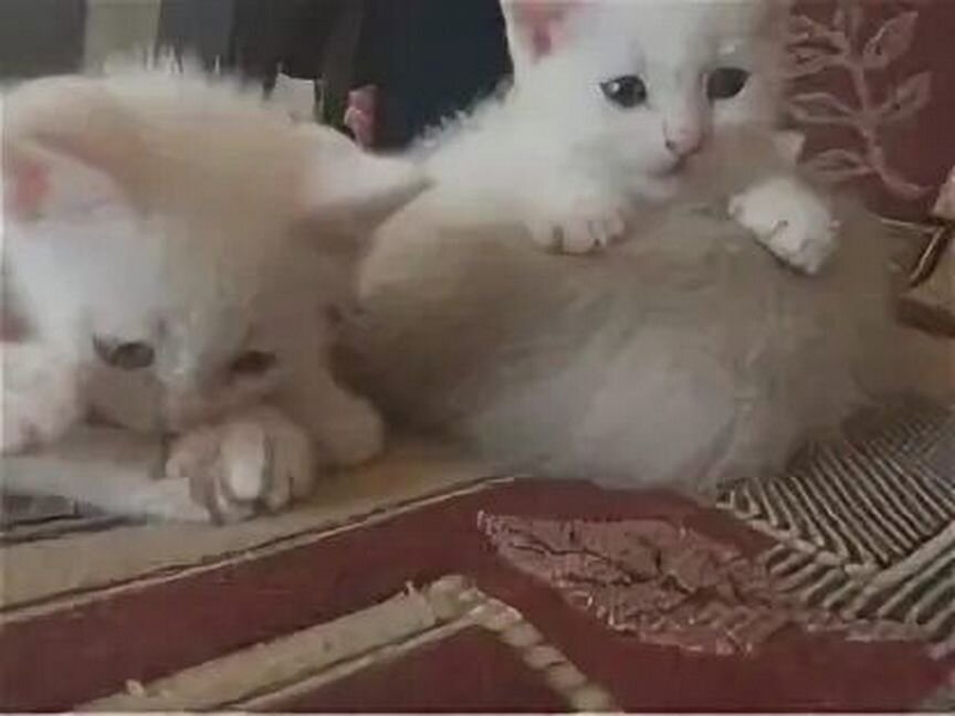 Котята као мани