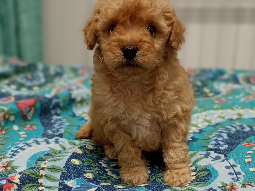 Той-пудель девочка