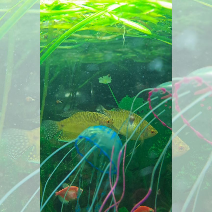 Гурами золотые,мраморные,перломутровые