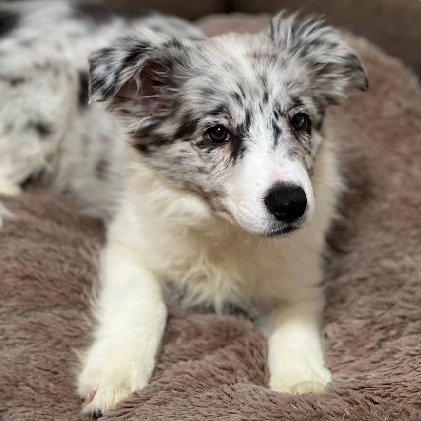 Бордер-колли, щенок