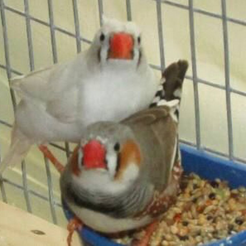 Птицы амадины