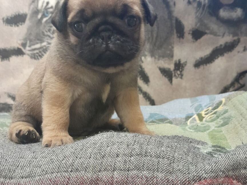 Мопсятки девочка и мальчик