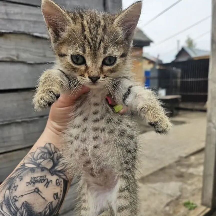 Котёнок в добрые руки