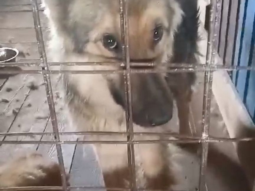 Бывший узник отлова ищет дом