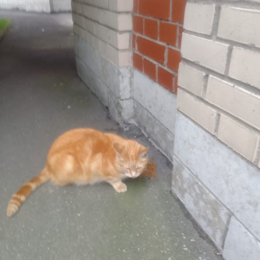 Рыжая кошечка ищет дом