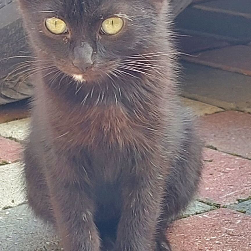 Кошечка Косма ищет дом