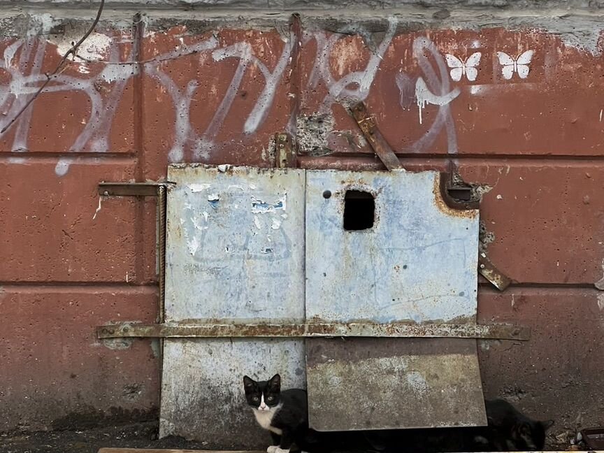 Котята в добрые руки