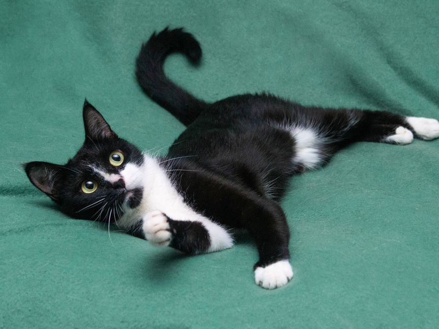 Молоденькая, красивая и ласковая Стеша