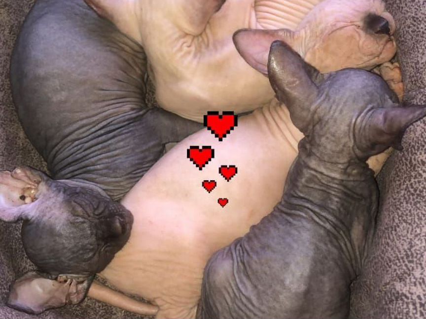 Котята породы Канадский Сфинкс