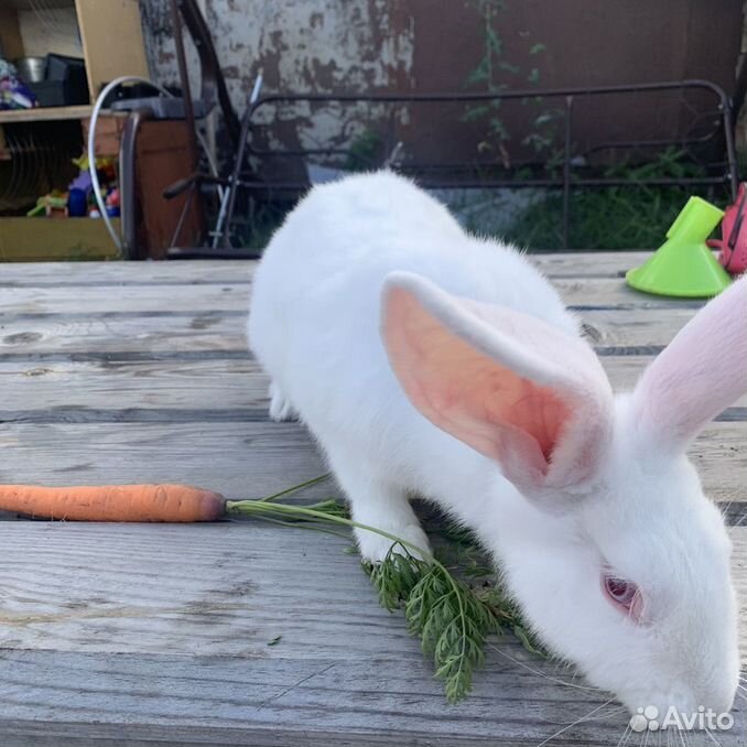 Кролик самец Ризен