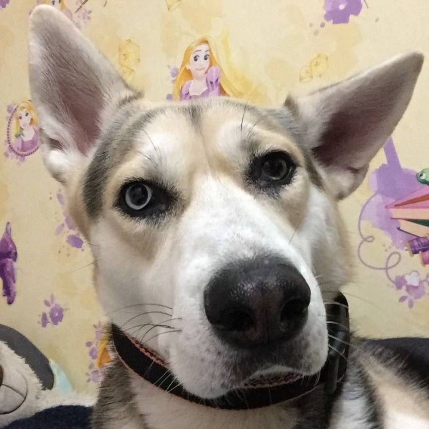 Собака в добрые руки