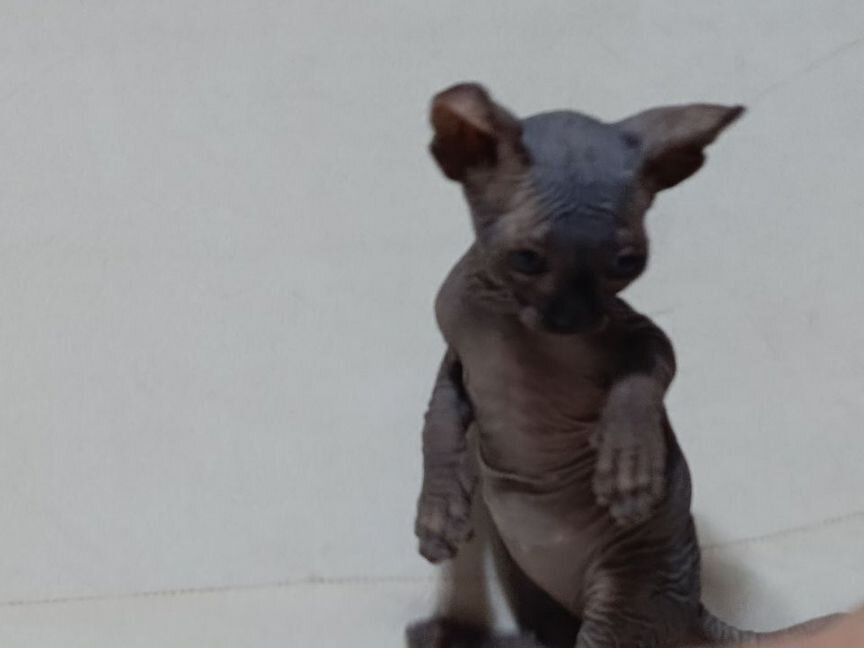 Канадский сфинкс котенок