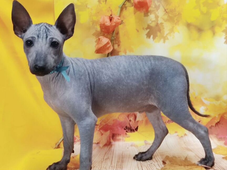 Ксолоитцкуинтли мини мальчишечка