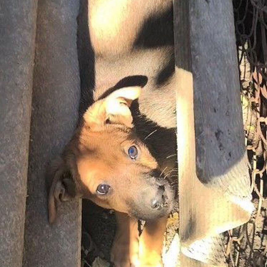 Щенок 2мес будет не более 6-7кг