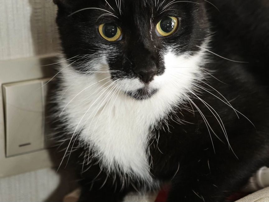 Котенок Чук