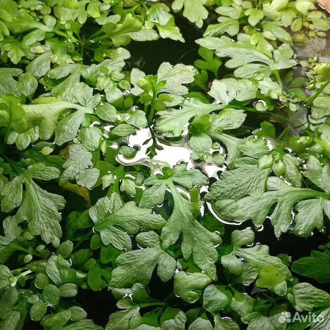 Крыловидный папоротник водяная капуста Верхоплавк