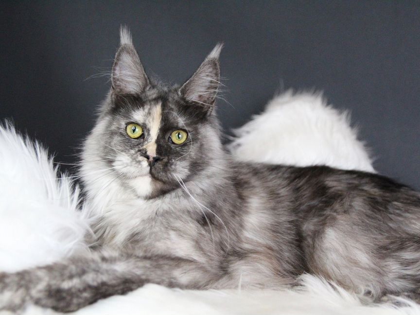 Кошка Мейн-кун