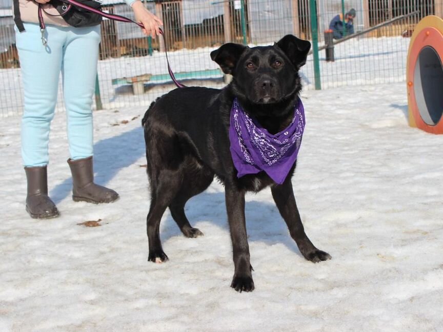 Щенок Блинчик из приюта в добрые руки