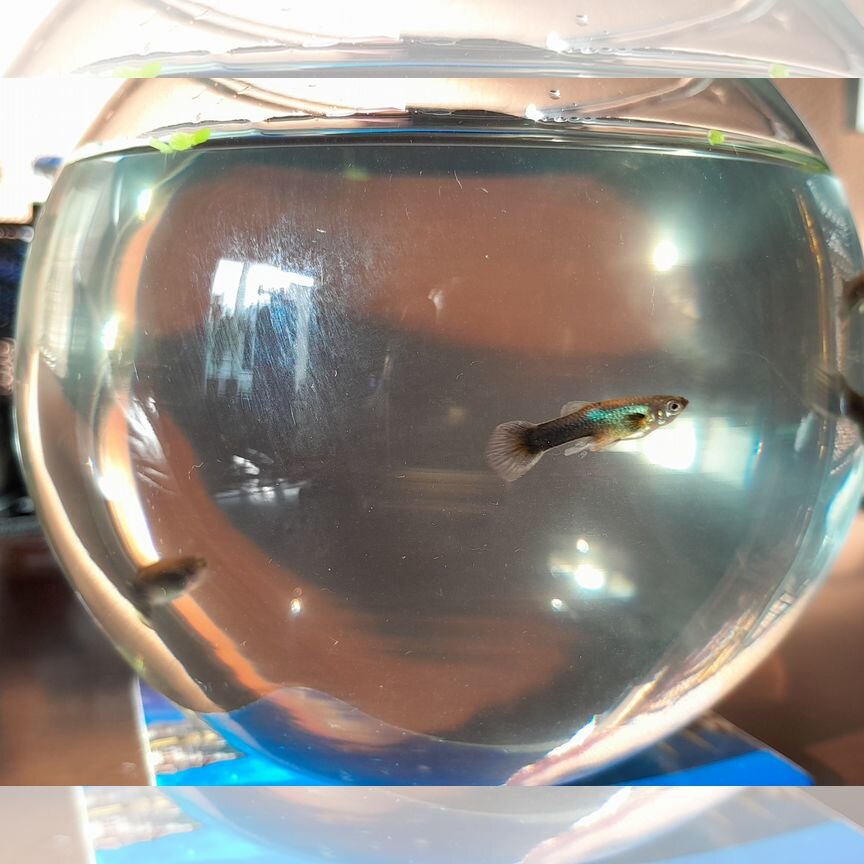 Гуппи молодь