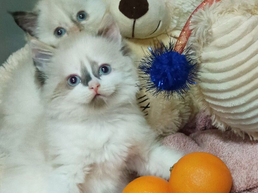 Чудо девочки рэгдолл